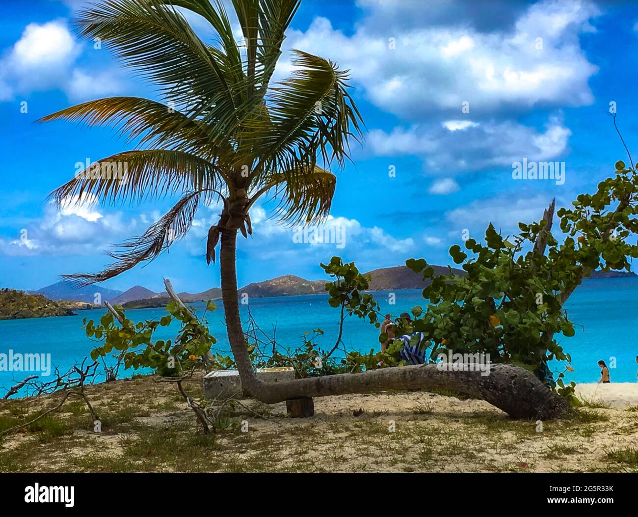 Strange tree hi-res stock photography and images - Alamy