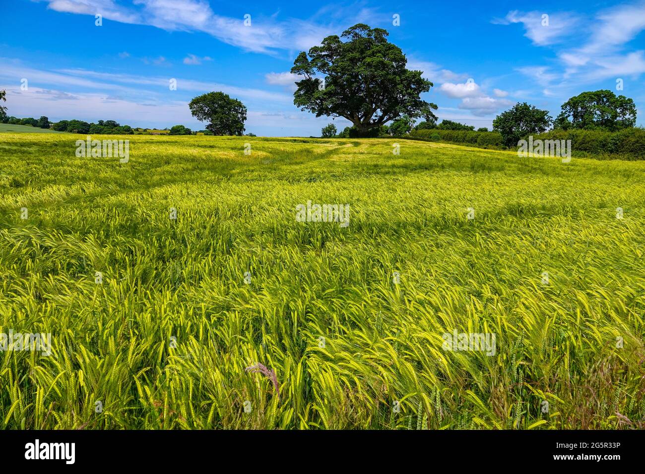 Large fields of crops, barley, growing in summer weather, Bedale, North ...