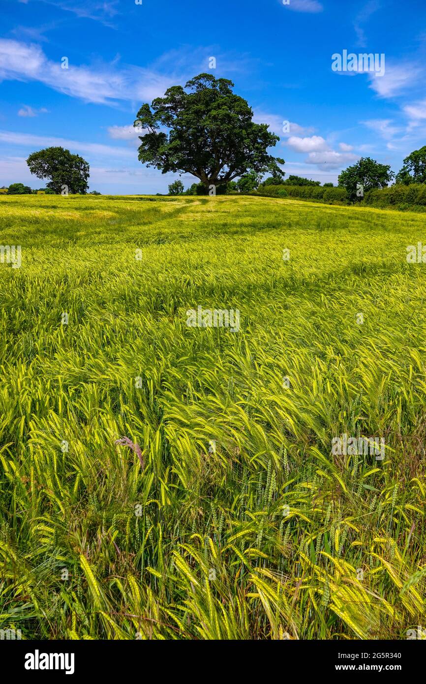 Large fields of crops, barley, growing in summer weather, Bedale, North ...