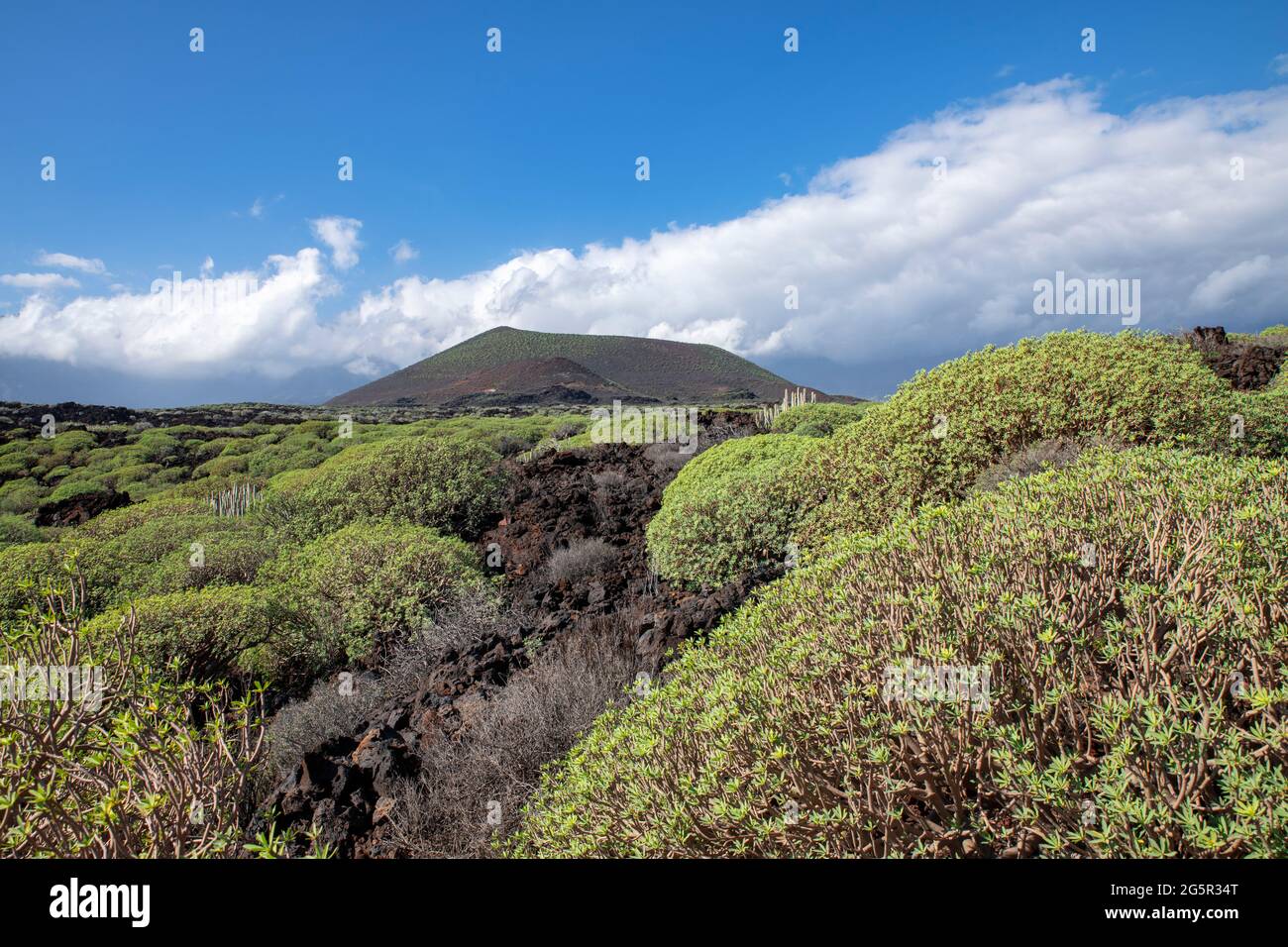 Canarian endemic flora such as euphorbia and succulents covering the ...