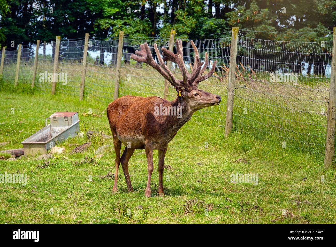 Male Red deer, with big antlers being farmed for venison at Hornby ...