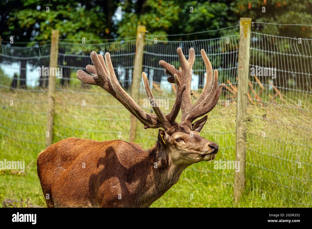 Male Red deer, with big antlers being farmed for venison at Hornby ...