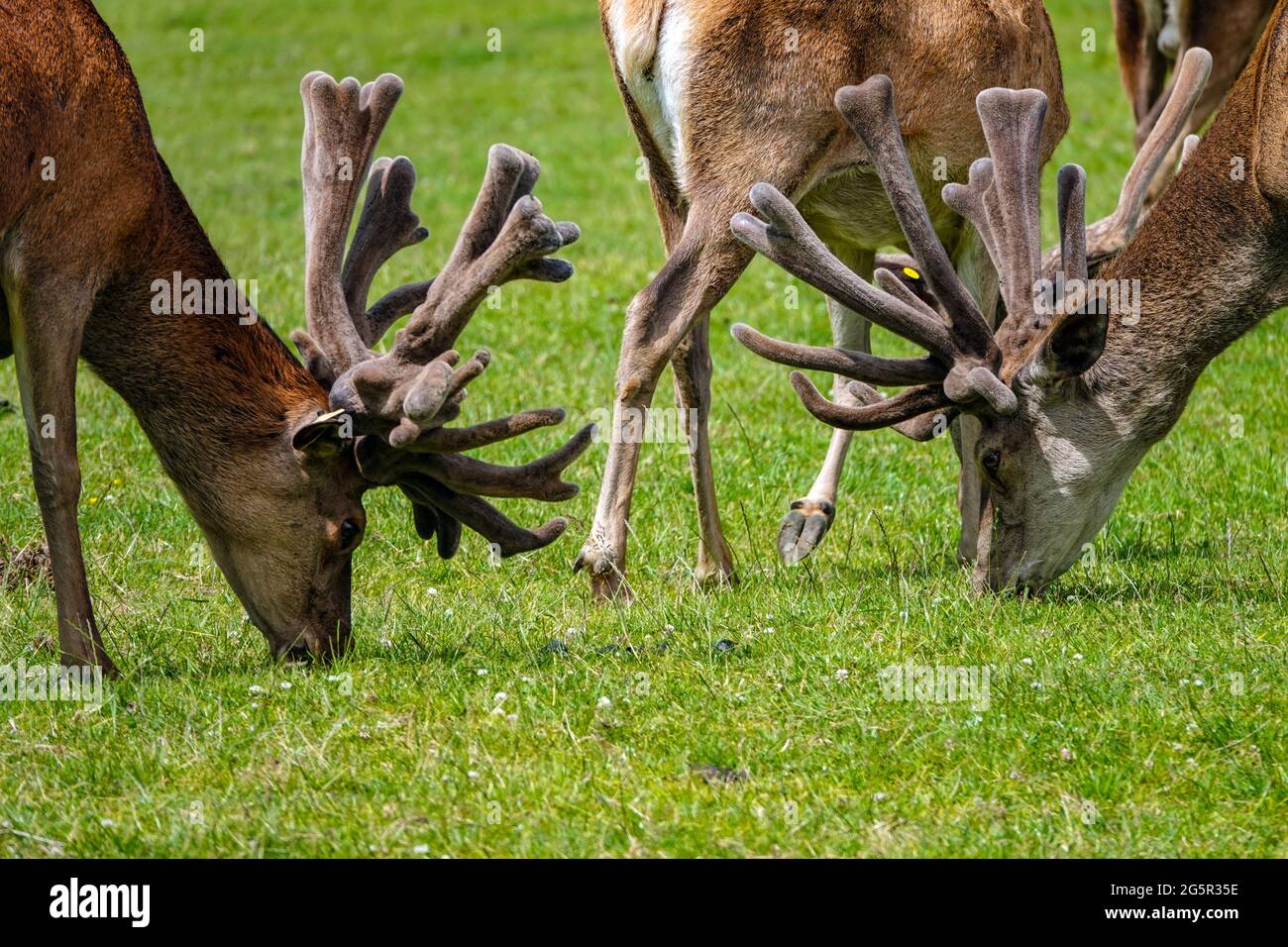Male Red deer, with big antlers being farmed for venison at Hornby ...