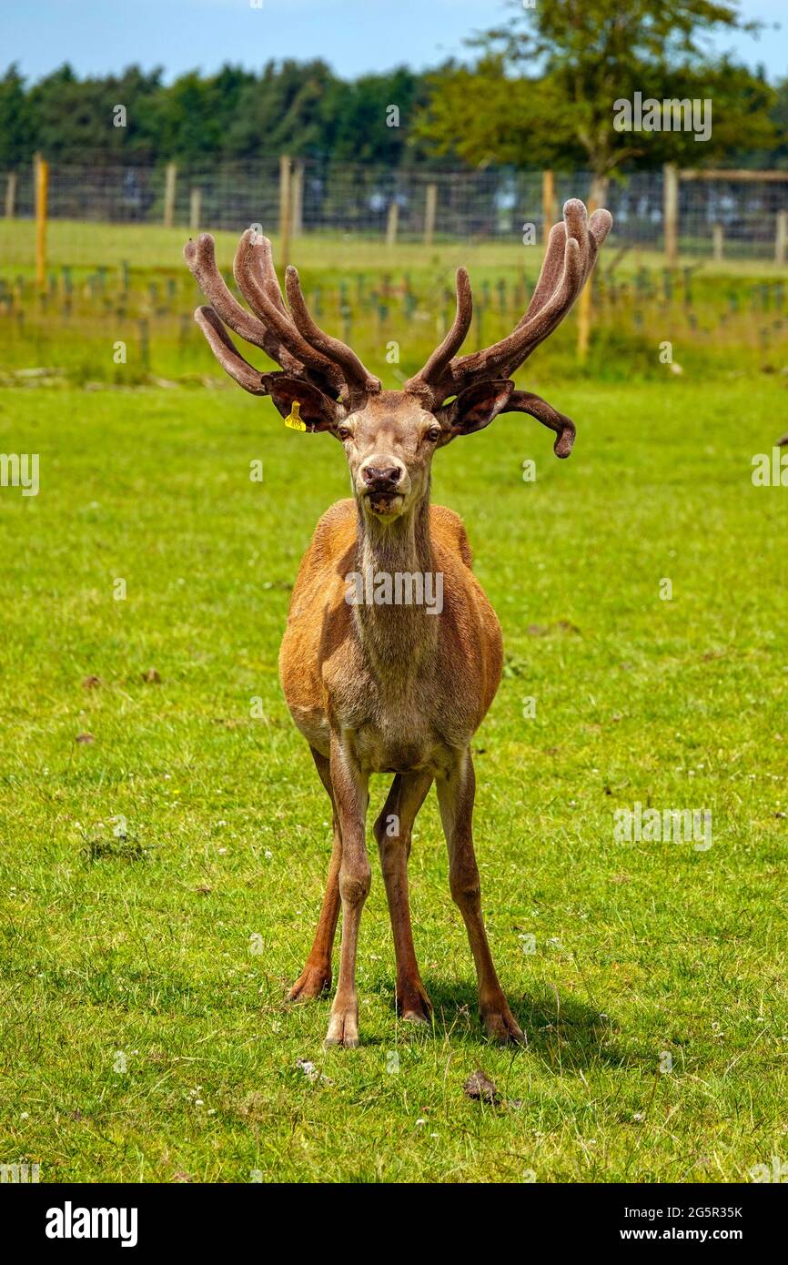 Male Red deer, with big antlers being farmed for venison at Hornby ...