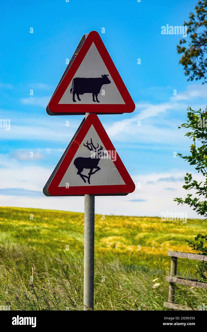 Road sign with cow and deer in the countryside, Bedale, North Yorkshire ...