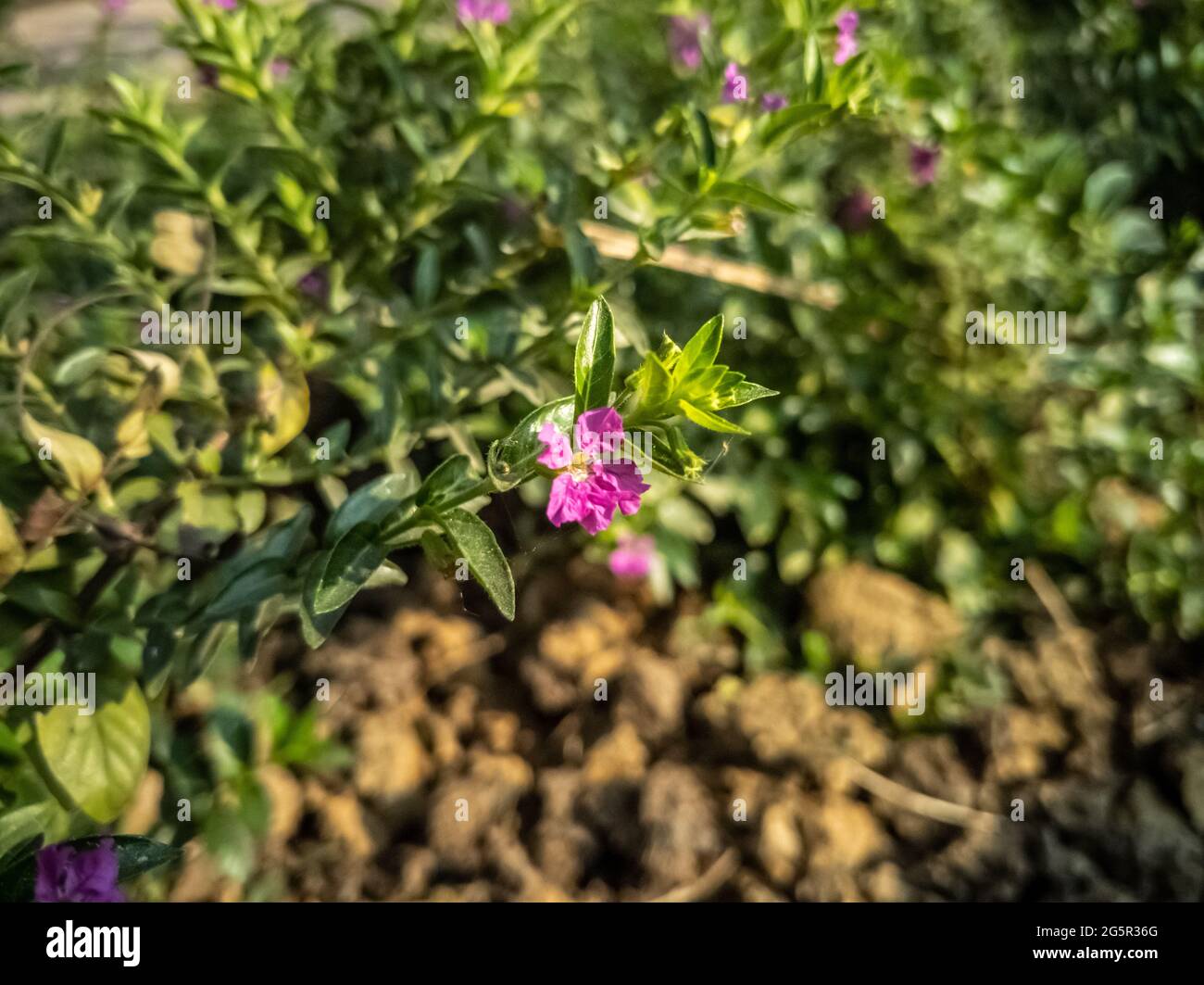 Cuphea pink hi-res stock photography and images - Alamy