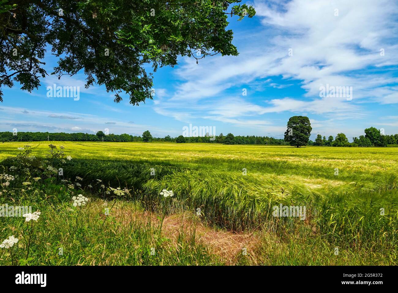 Large fields of crops, barley, growing in summer weather, Bedale, North ...