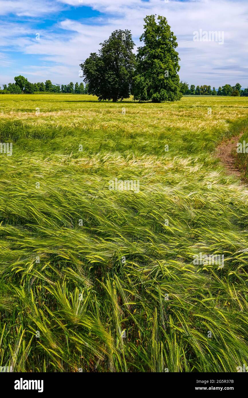 Large fields of crops, barley, growing in summer weather, Bedale, North ...