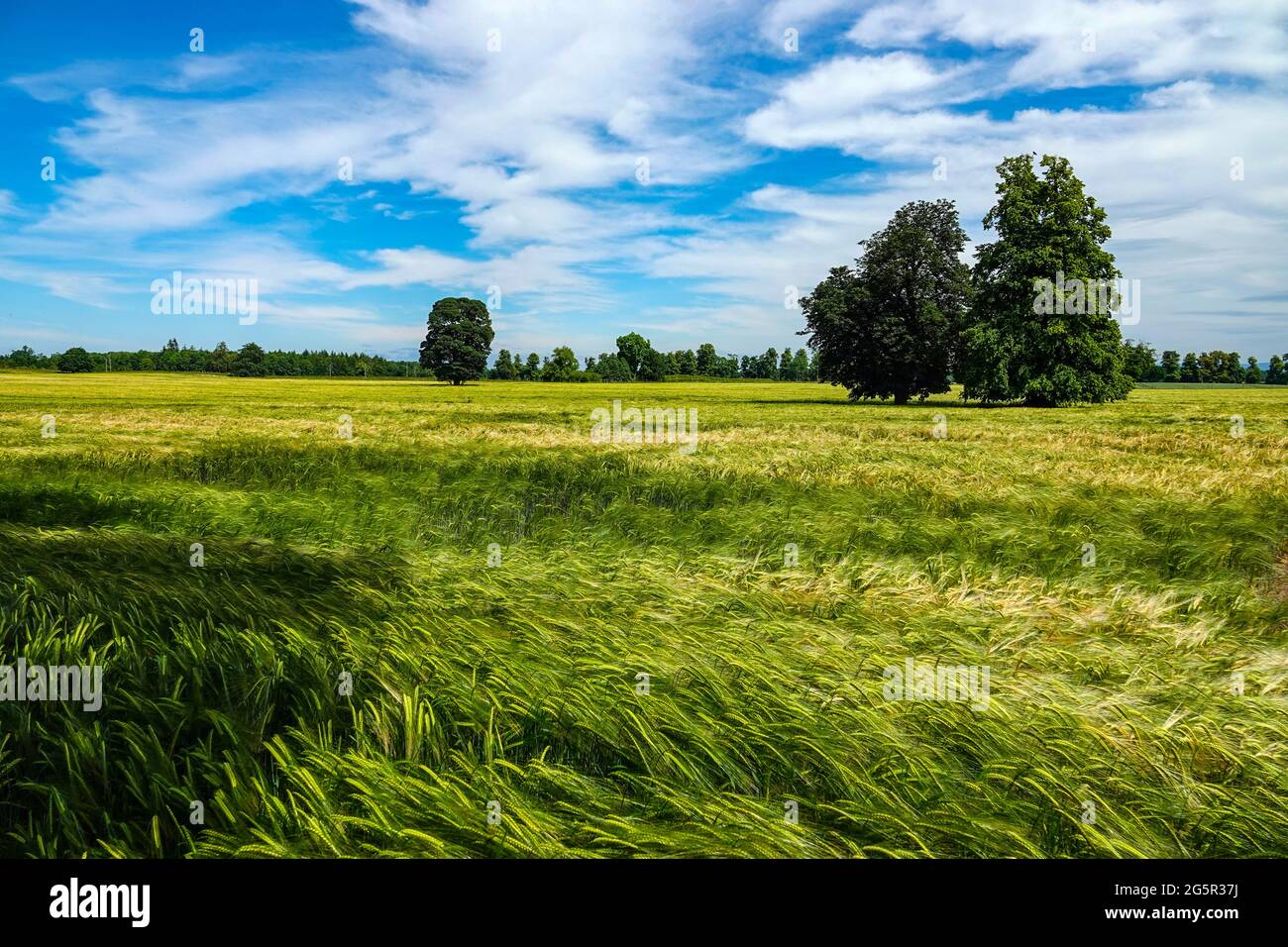 Large fields of crops, barley, growing in summer weather, Bedale, North ...