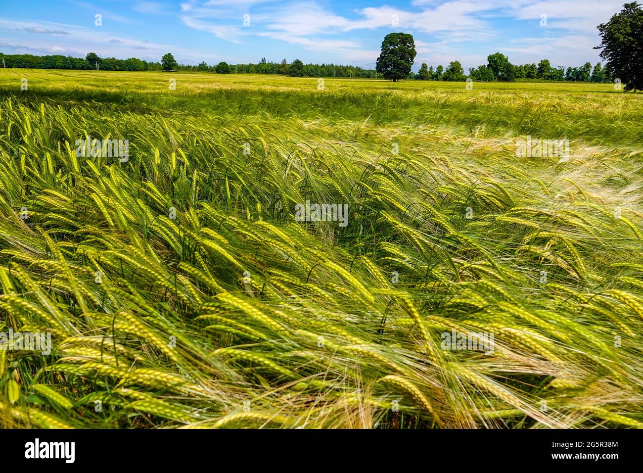 Growing of grain hi-res stock photography and images - Alamy