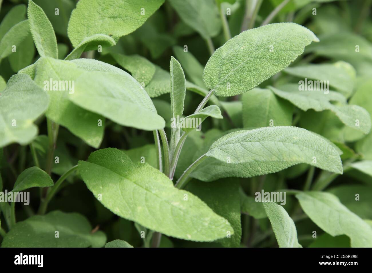 Evergreen Subshrub High Resolution Stock Photography and Images - Alamy