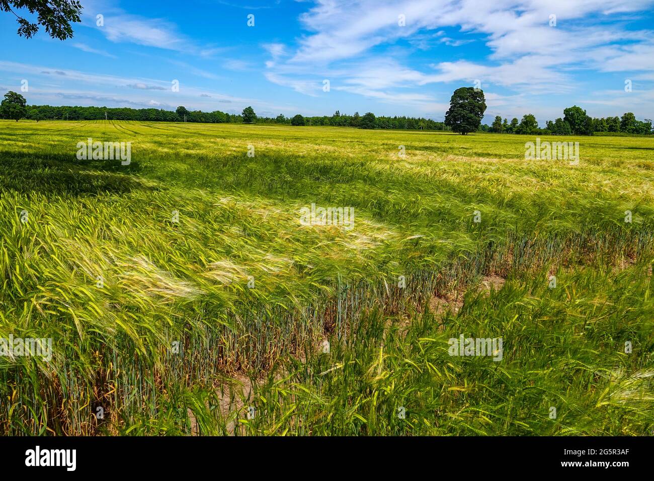 Large fields of crops, barley, growing in summer weather, Bedale, North ...