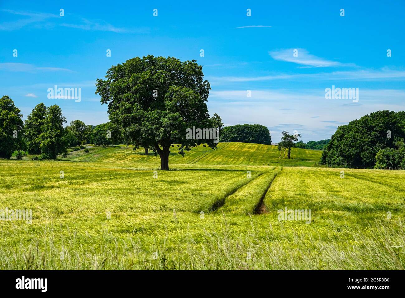 Large fields of crops, barley, growing in summer weather, Bedale, North ...