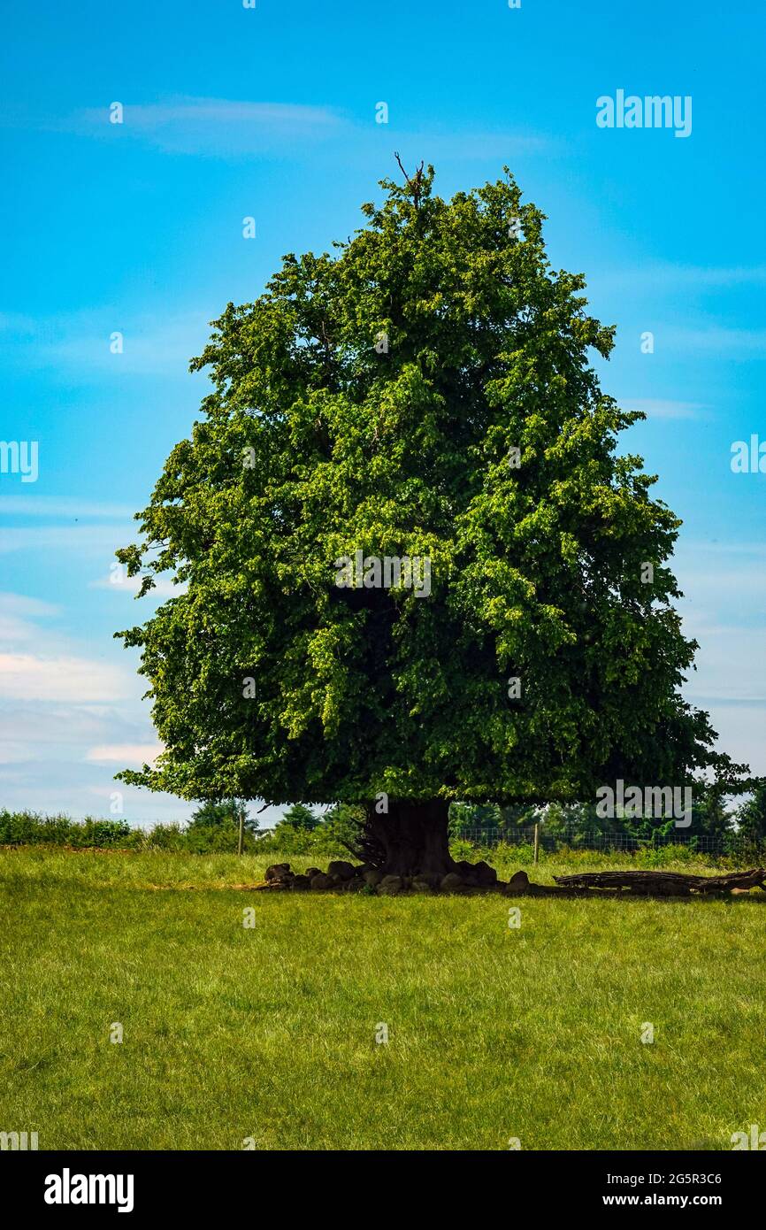 Tree cropped by animals, Near Bedale. Summer weather, in the ...