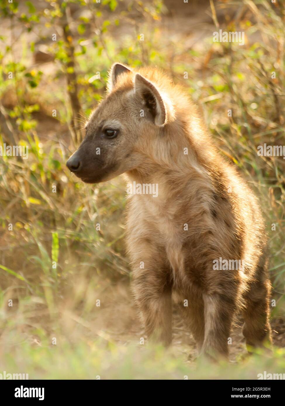 Brown Hyena Bite Force