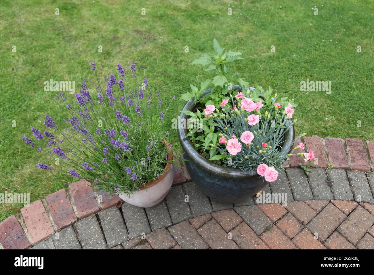 Potted plants on UK garden block paved patio, Pink Carnations 'Dianthus ...