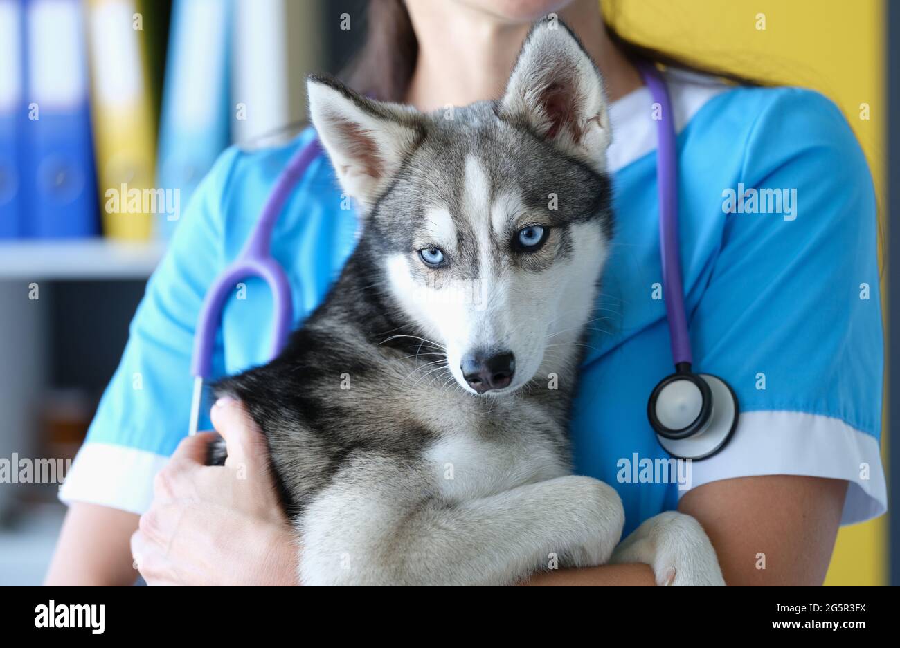 Female veterinarian doctor is holding little husky in arms closeup ...