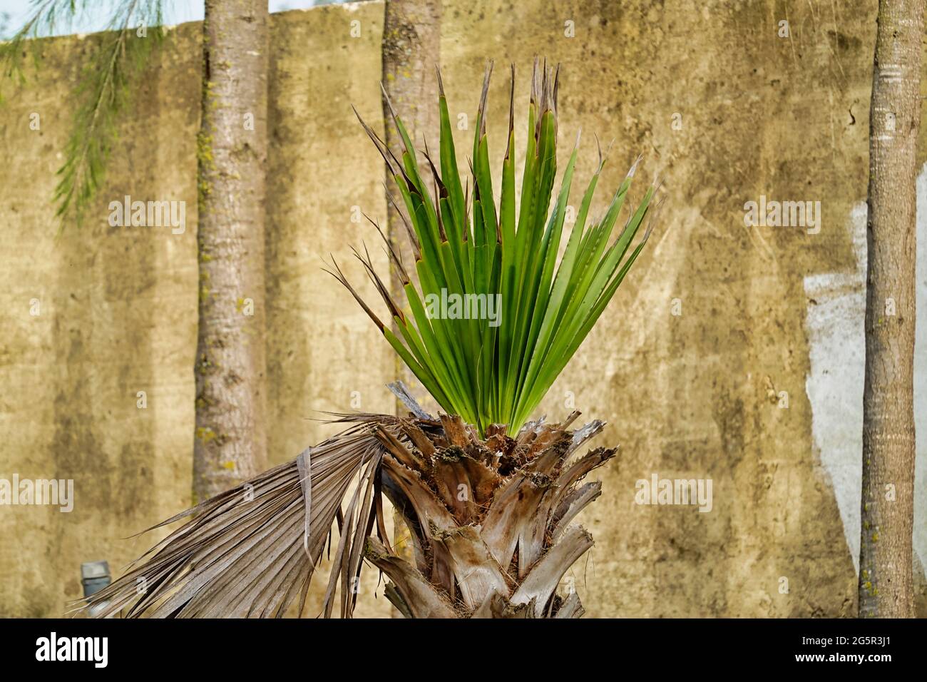Close up shot of a growing palm Stock Photo - Alamy