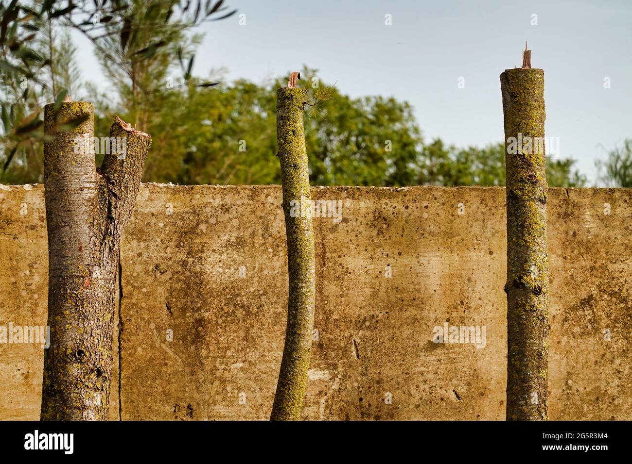 Shot of a garden with dry trees Stock Photo - Alamy
