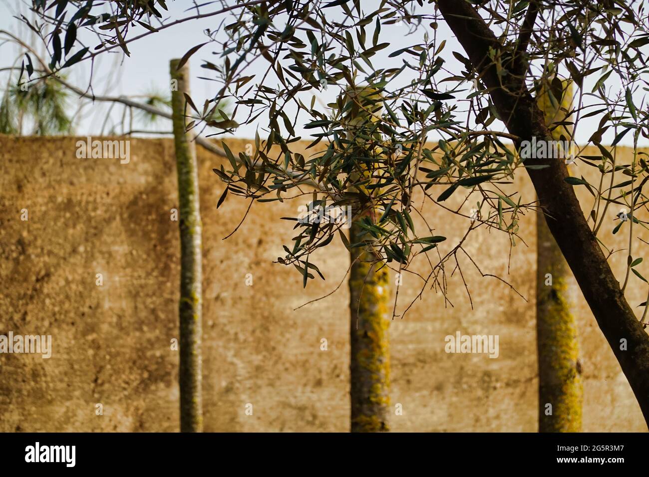 Shot of a garden with dry trees Stock Photo - Alamy