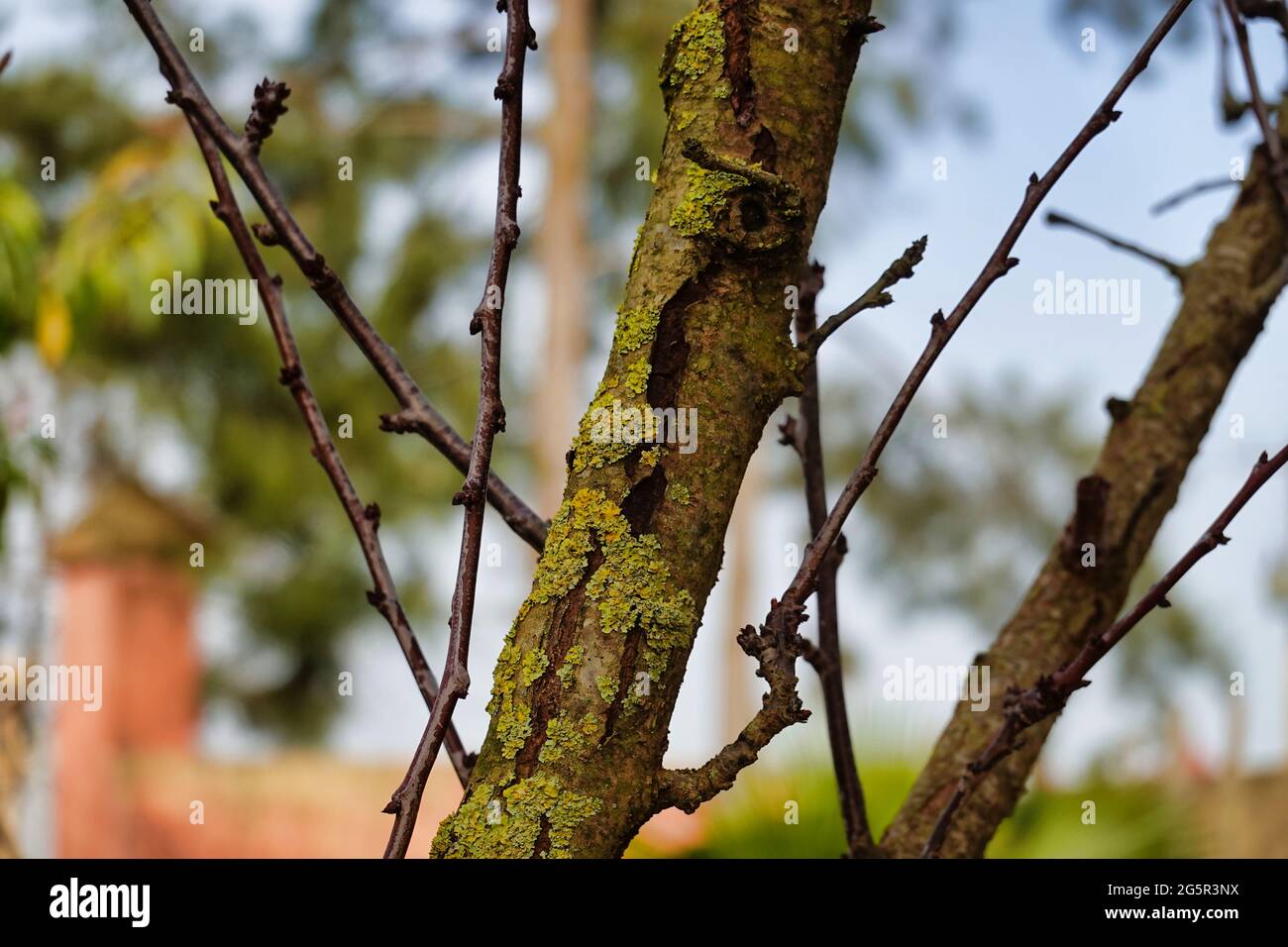 Shot of a garden with dry trees Stock Photo - Alamy