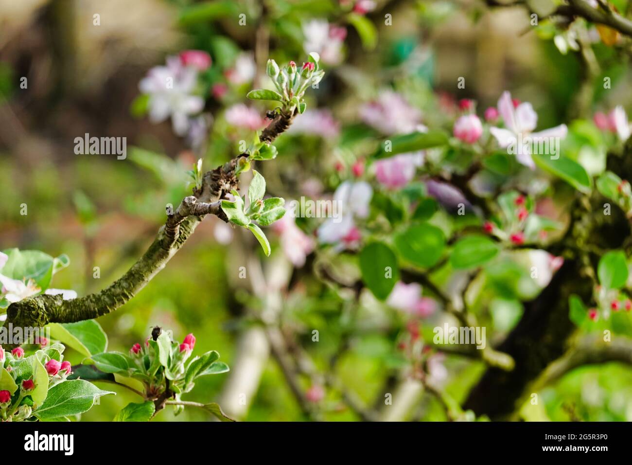 Shot of nicely blossomed trees Stock Photo - Alamy