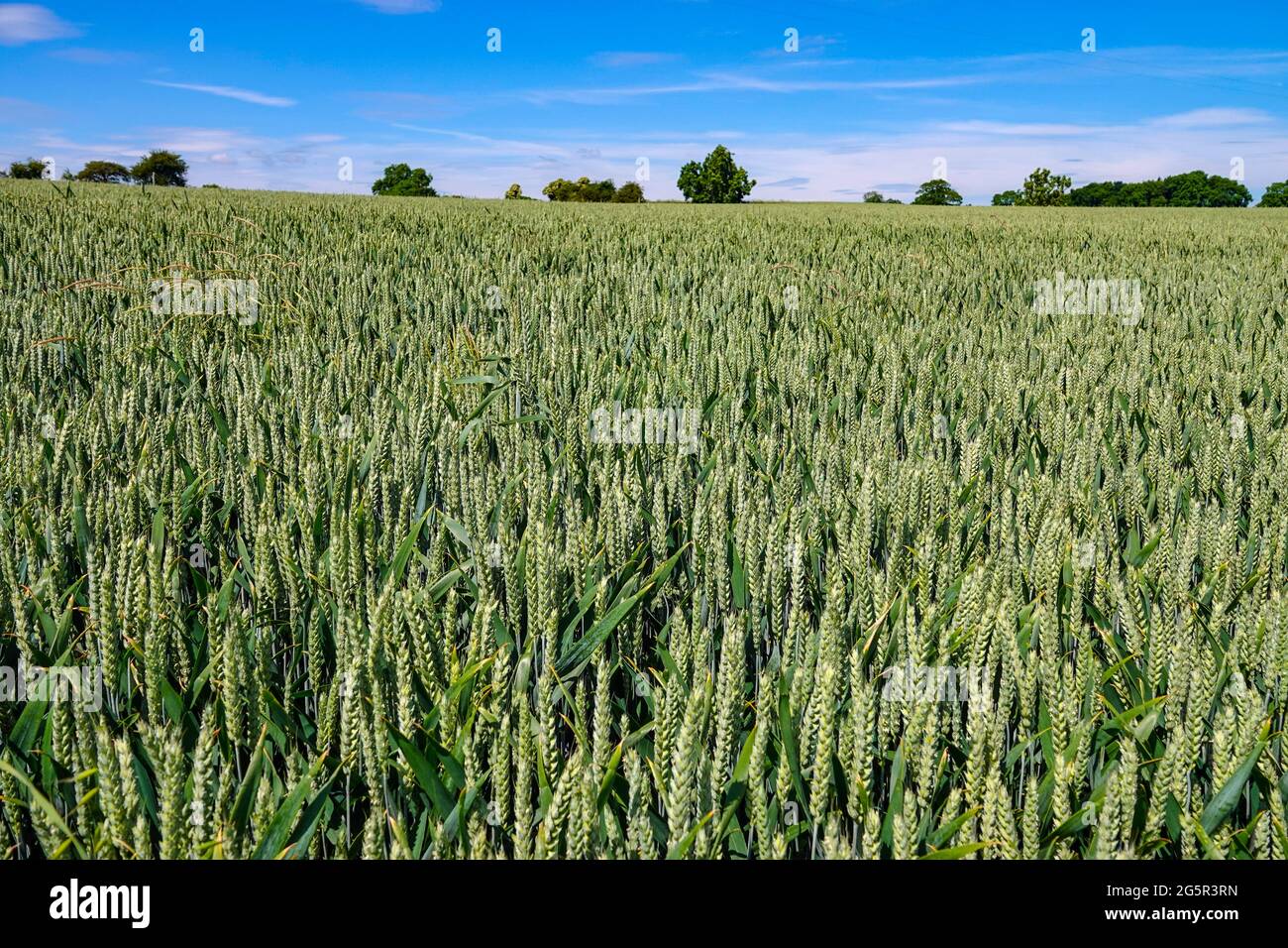 Crops growing wheat hi-res stock photography and images - Alamy