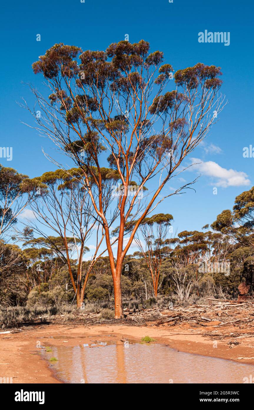 SALMON GUMS, EUCALYPTUS SALMONOPHOIA, WESTERN AUSTRALIA, AUSTRALIA ...