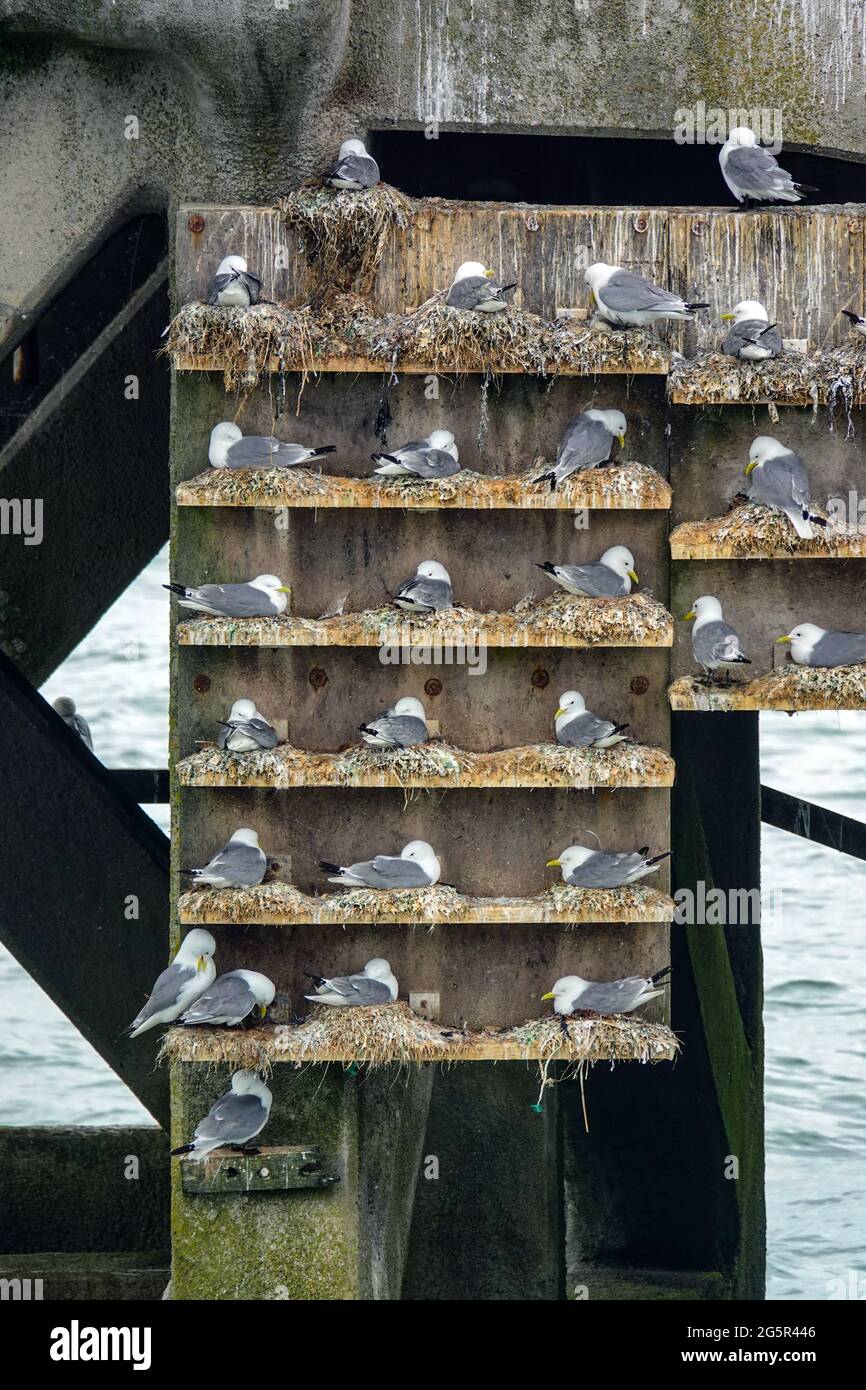 Kittiwake nesting hi-res stock photography and images - Alamy