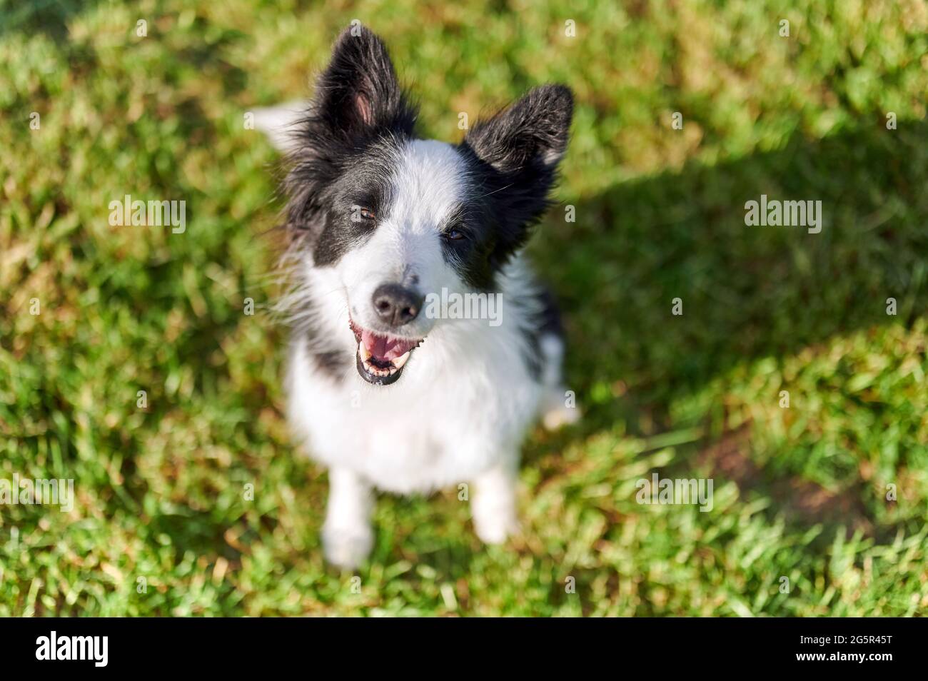 Beautiful Border Collie puppy portrait Stock Photo - Alamy