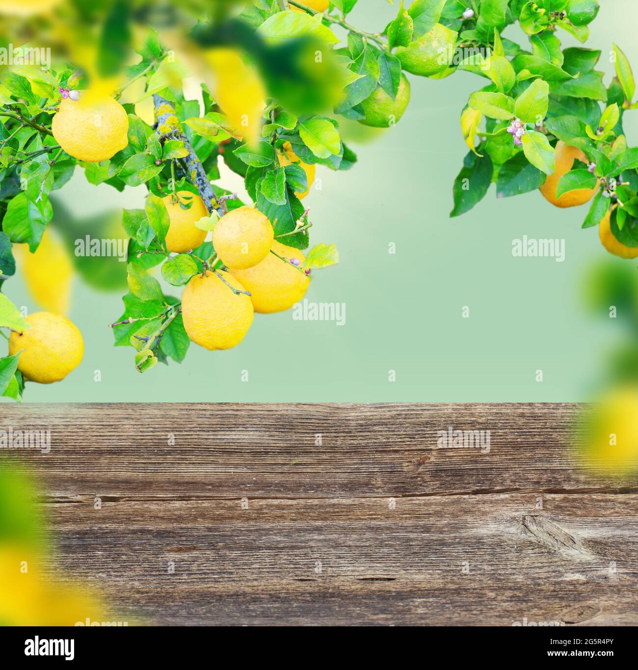 Lemon garden with friuts Stock Photo - Alamy