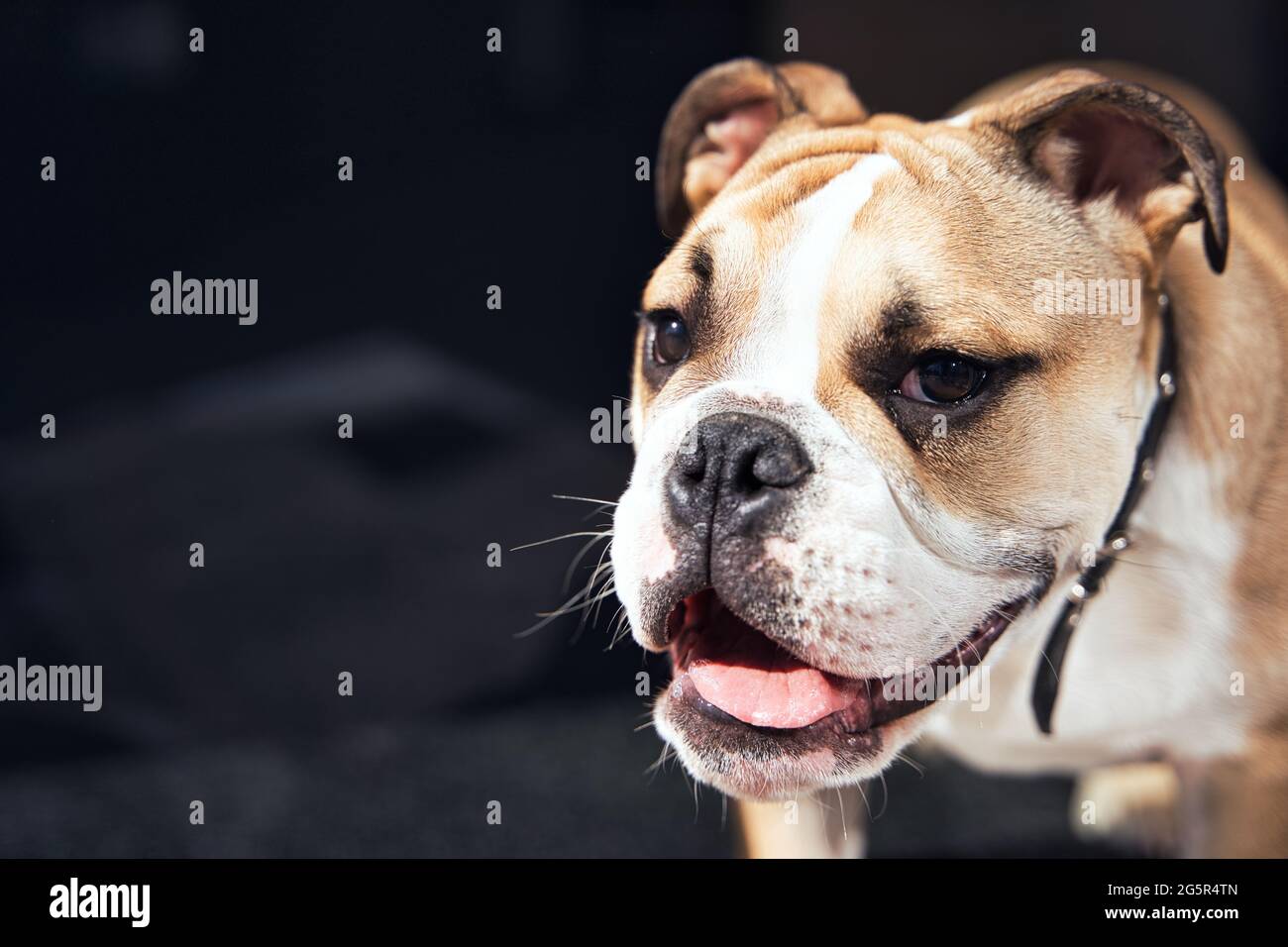 Bulldog face hi-res stock photography and images - Alamy