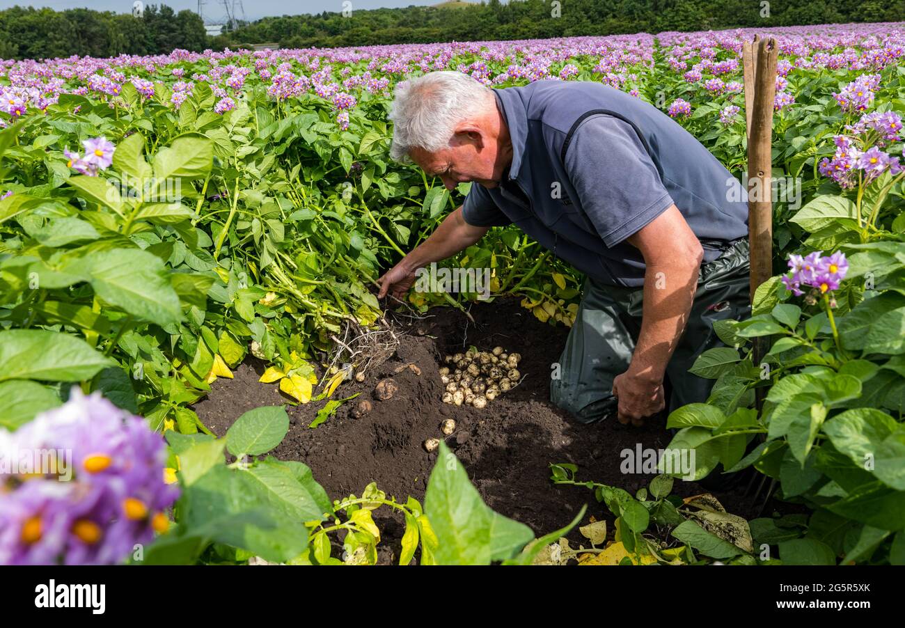 Seed potatoes scotland hi-res stock photography and images - Alamy