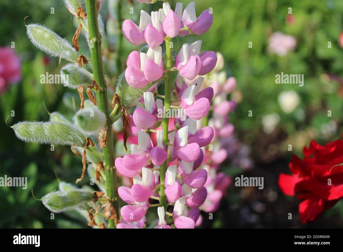 Lupin seeds hi-res stock photography and images - Alamy