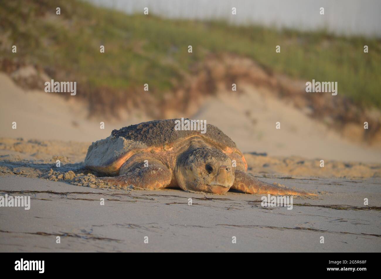 A female loggerhead sea turtle returns to the ocean after laying a nest ...