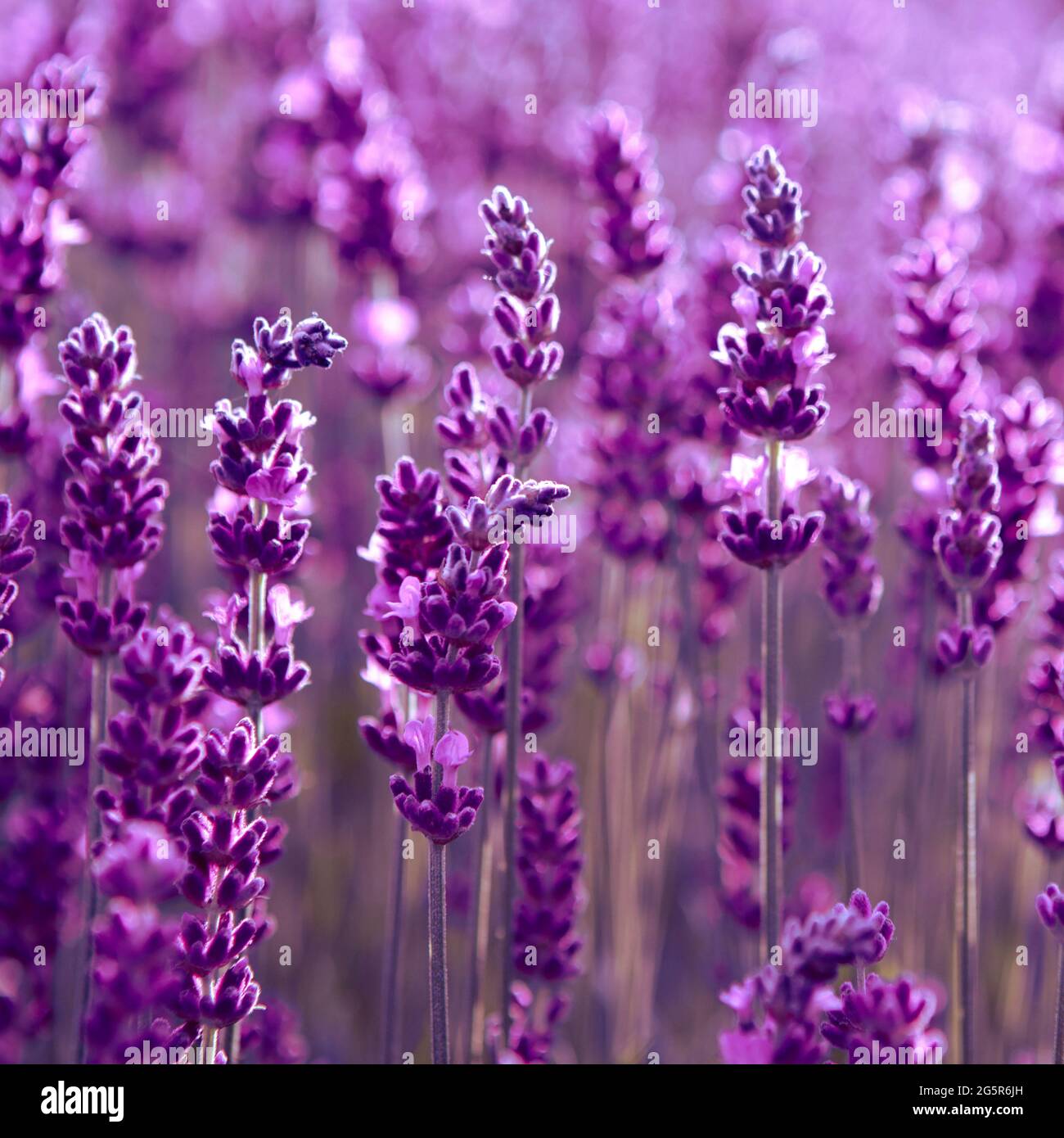 Lavender flower field at sunset rays Stock Photo - Alamy