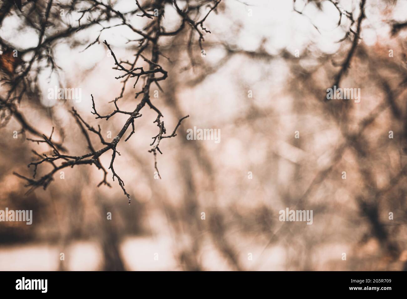 autumn scene with brown branches on blurred fall leaves background ...