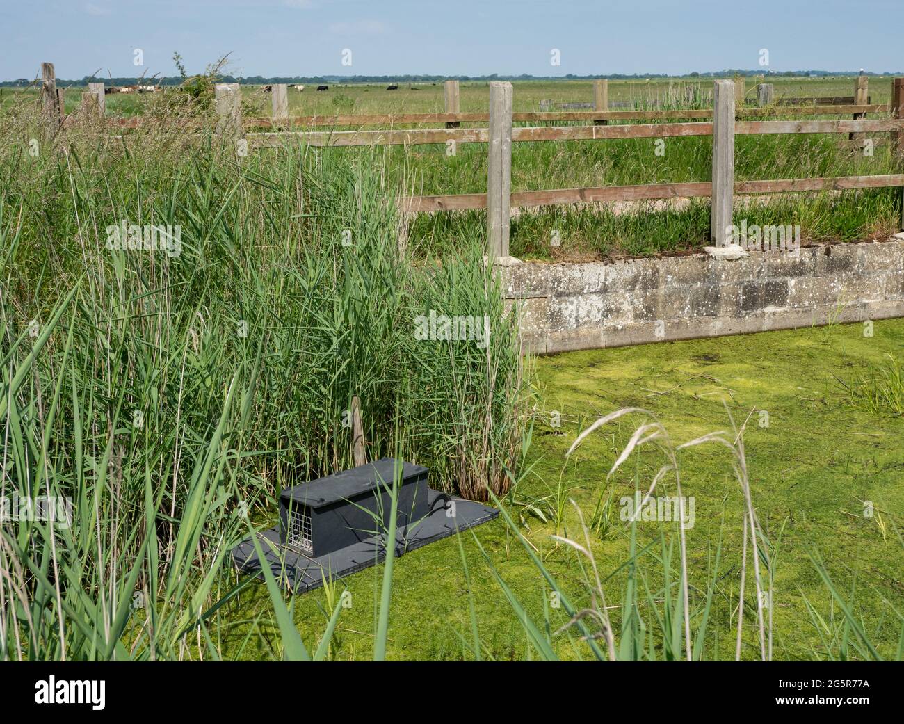 Norfolk Drainage channels and marshes Stock Photo - Alamy