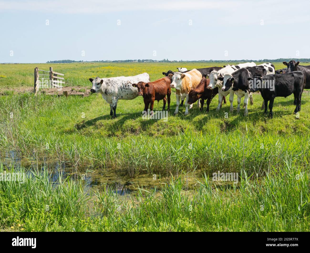 Cattle on grazing marshes in summer Stock Photo - Alamy