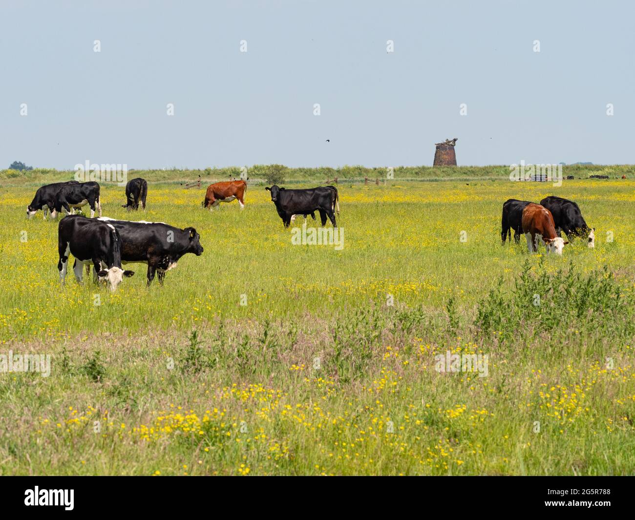 Black cattle grazing in fields hi-res stock photography and images - Alamy