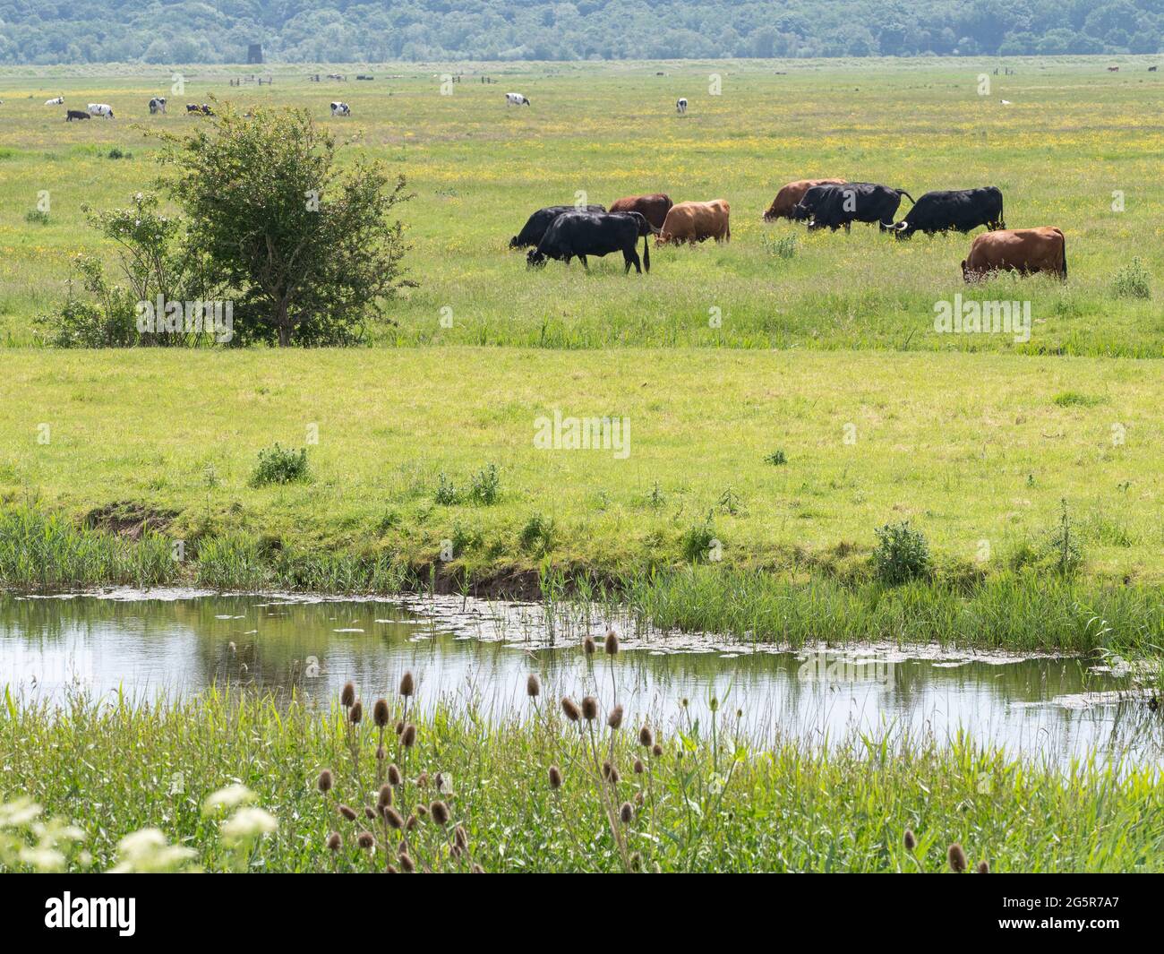 Cattle on grazing marshes in summer Stock Photo - Alamy