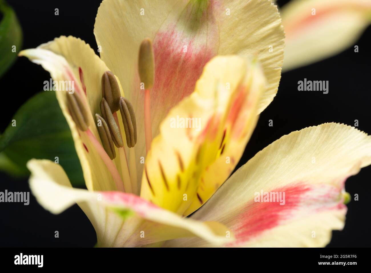 Nice white astromelia on dark background, big stamen Stock Photo - Alamy