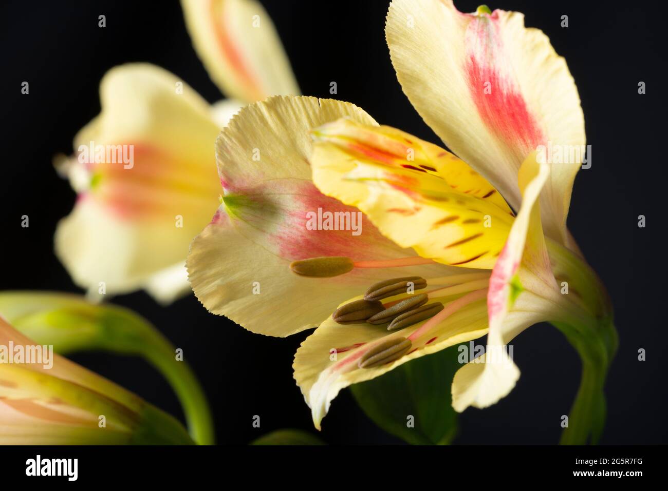 Nice white astromelia on dark background, big stamen Stock Photo - Alamy
