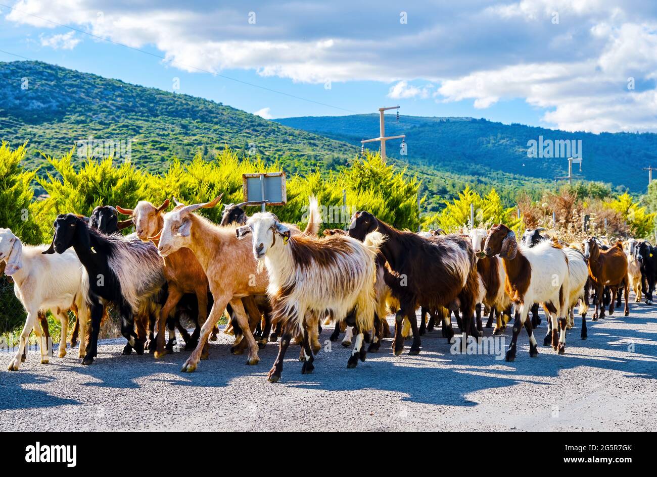 Herd of goat hi-res stock photography and images - Alamy