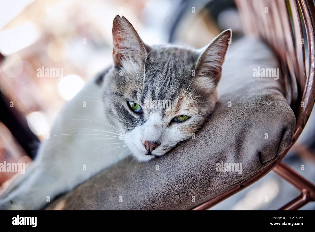 Lovely stray cat lying on a chair with bored or depressed emotion Stock ...