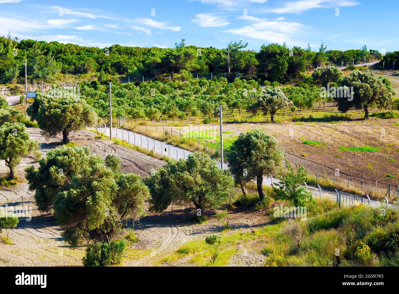 Olive trees turkey hi-res stock photography and images - Alamy