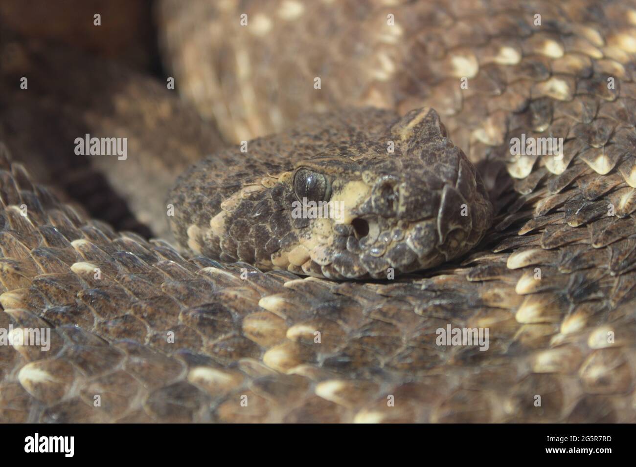 Arizona Diamondback Rattlesnake at Arizona Sonora Desert Museum Stock ...