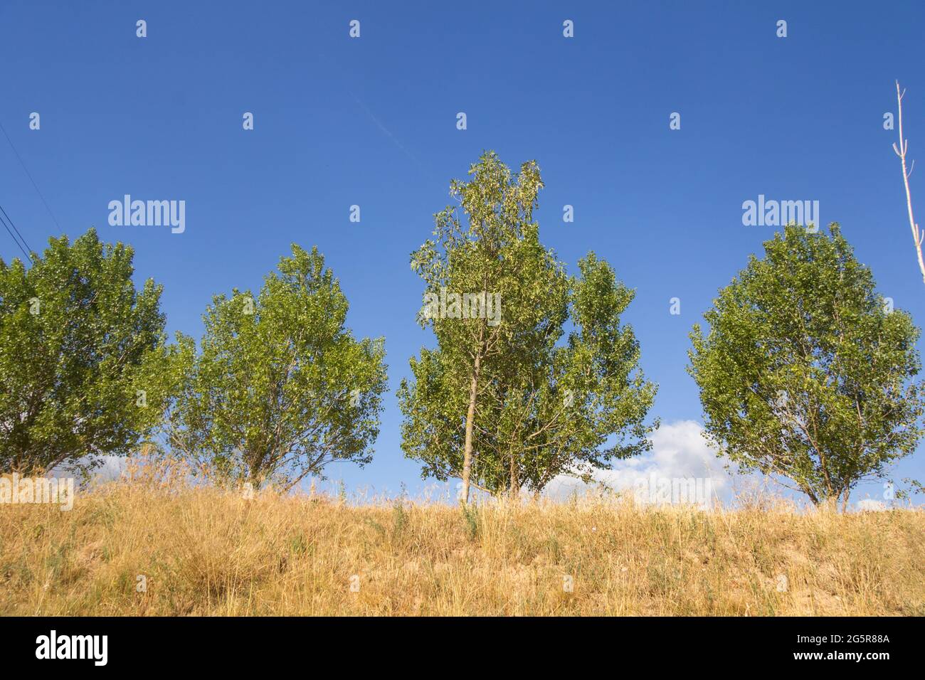 Group of trees on a small slope, with green evergreen leaves against a ...