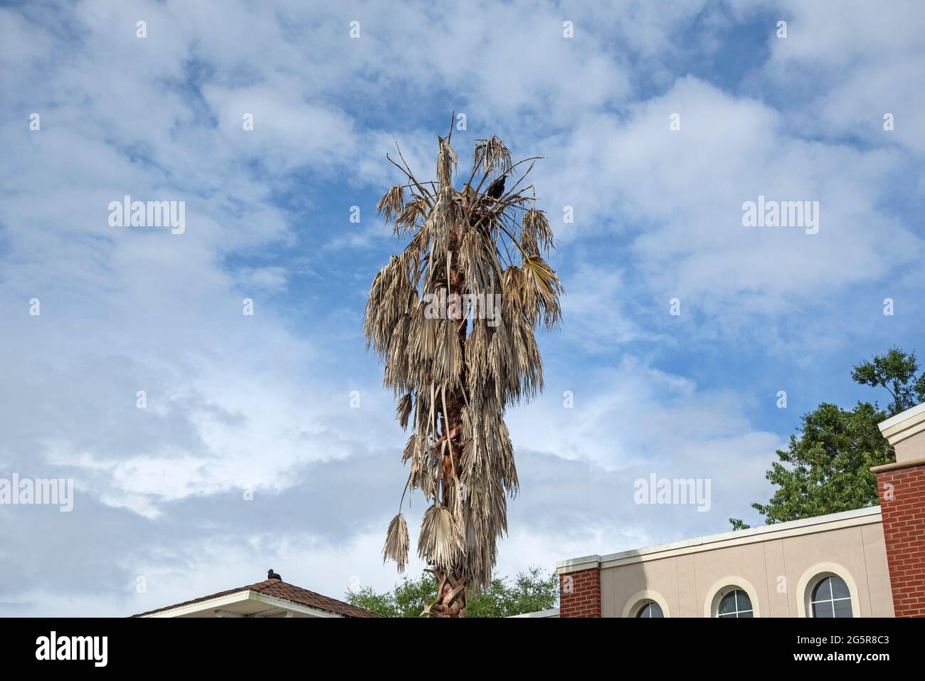 Lethal bronzing disease hi-res stock photography and images - Alamy
