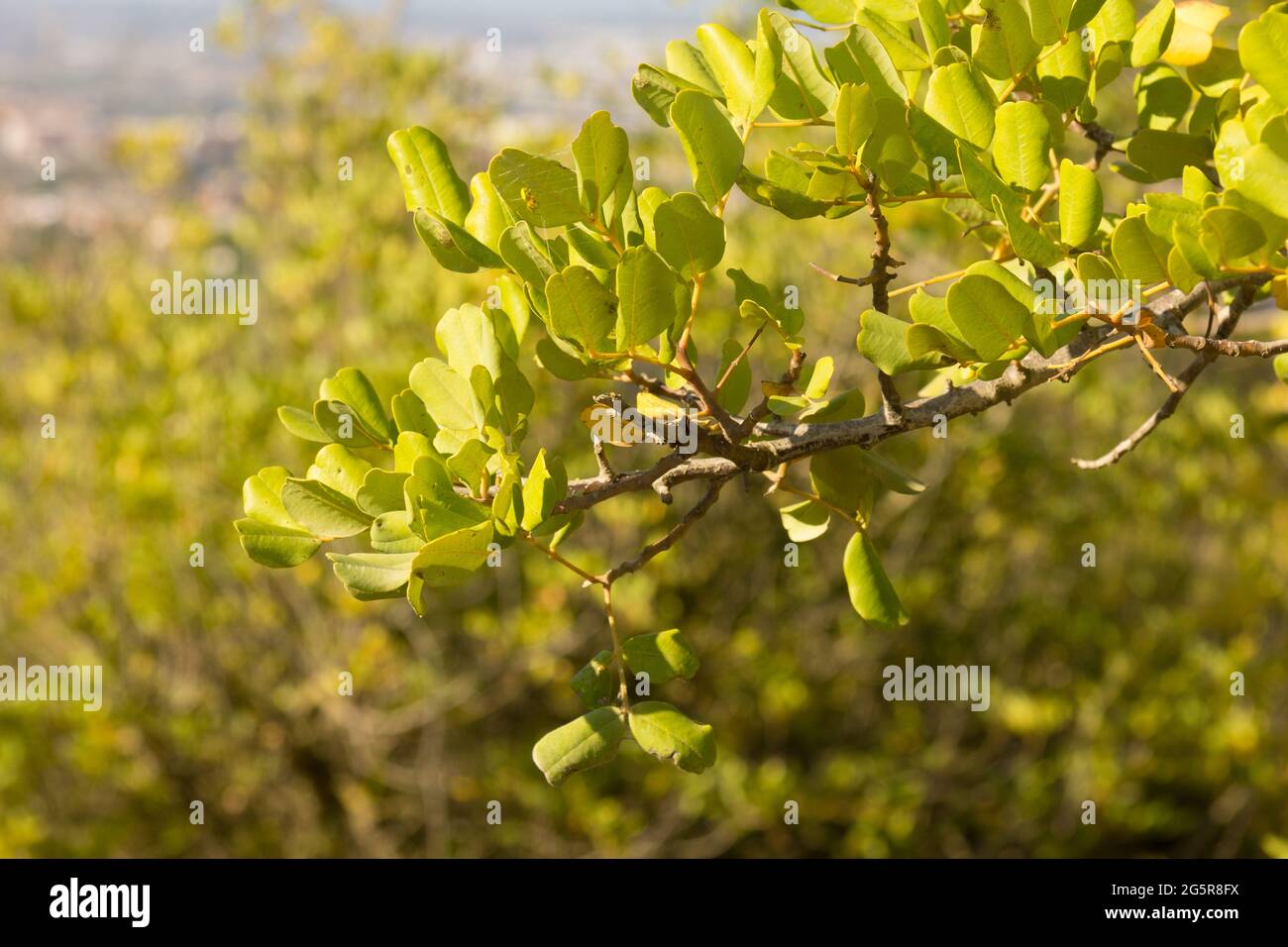 Chlorophyll-filled leaves of a tree in a Mediterranean forest, a tree ...